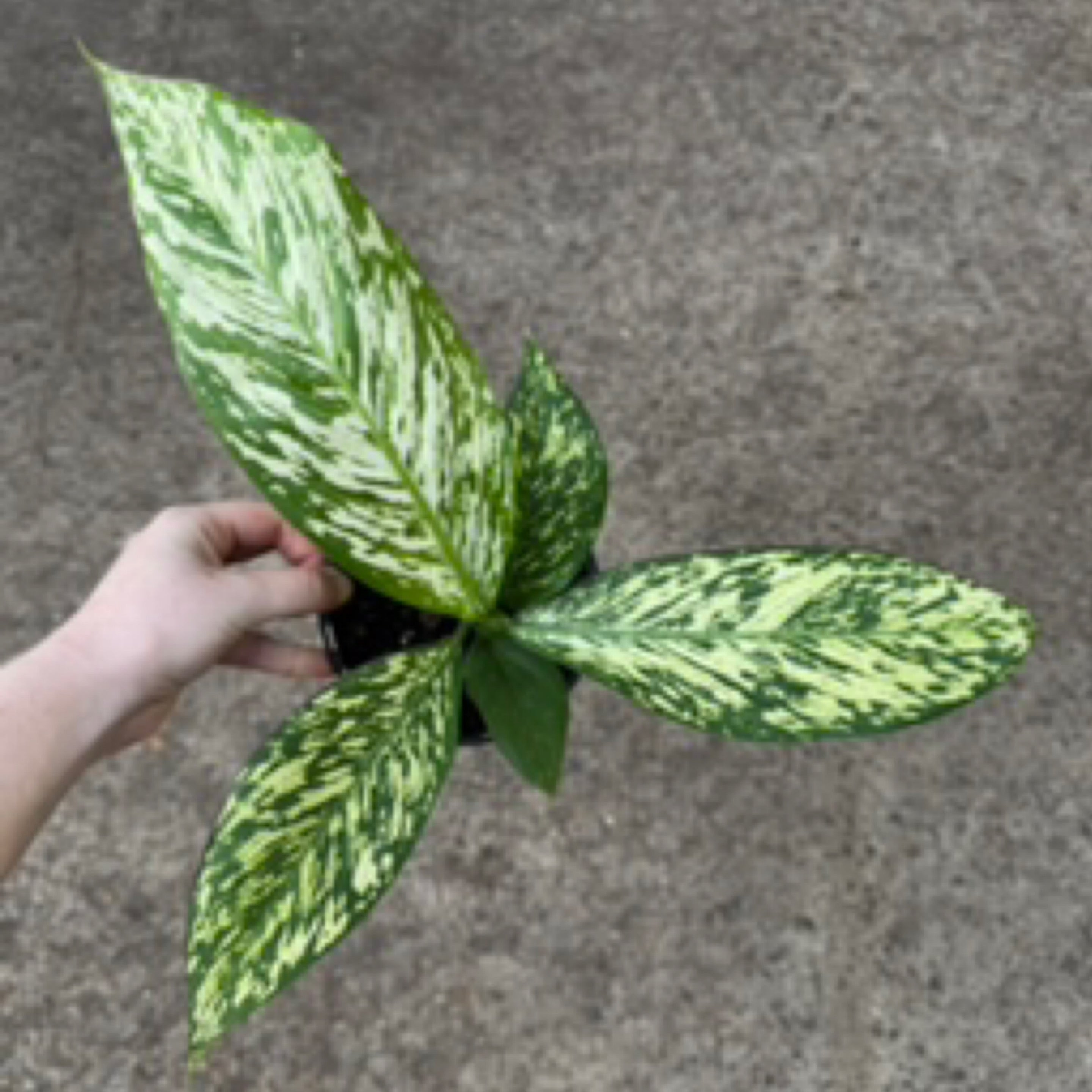 Dieffenbachia Snow | The Bondi Plant Company