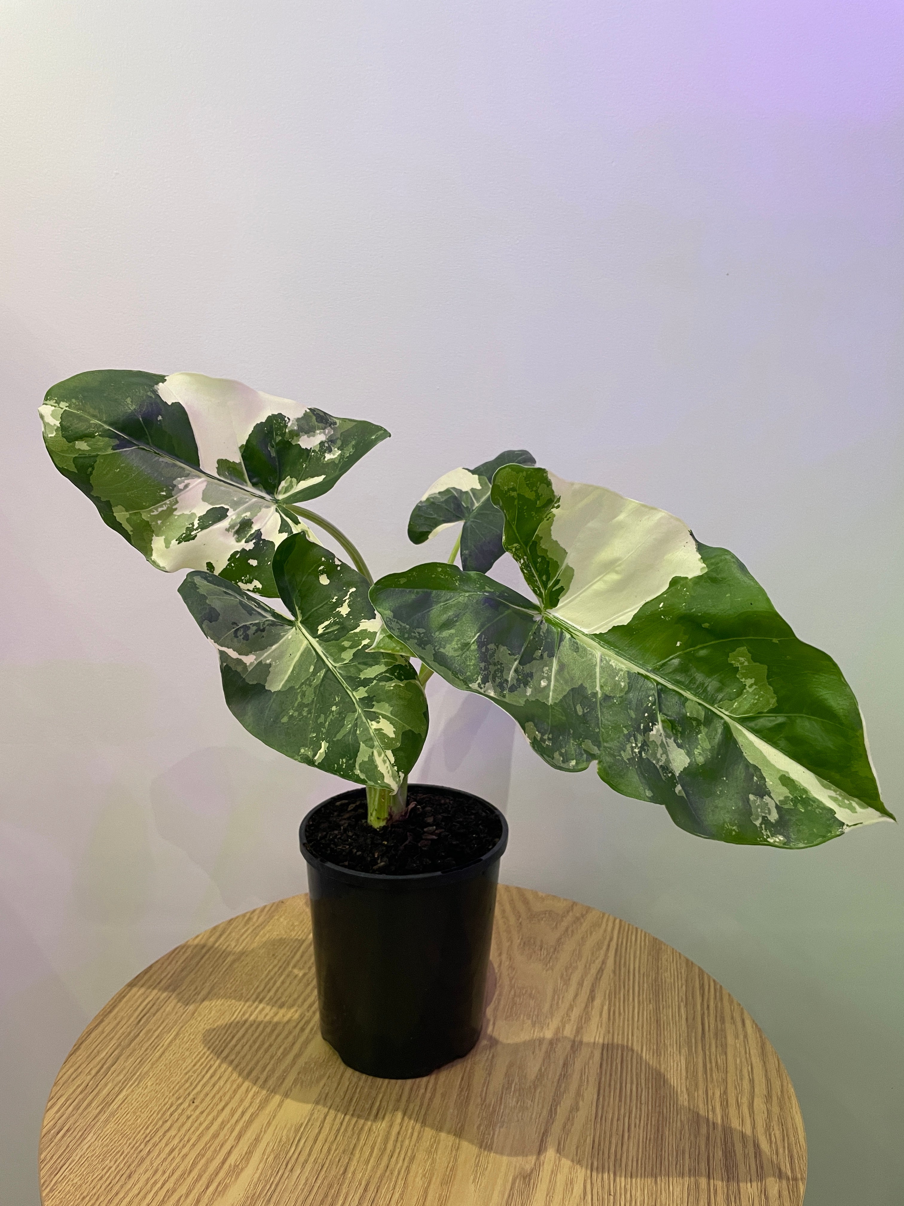 Collector Plants | The Bondi Plant Company