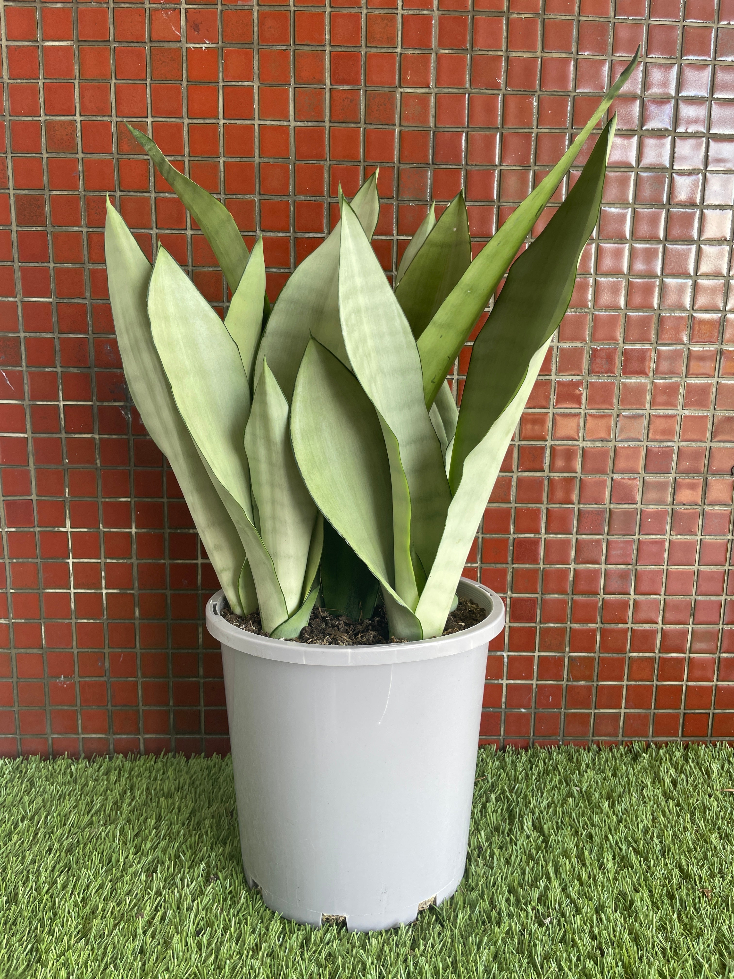 Sansevieria Moonshine | The Bondi Plant Company