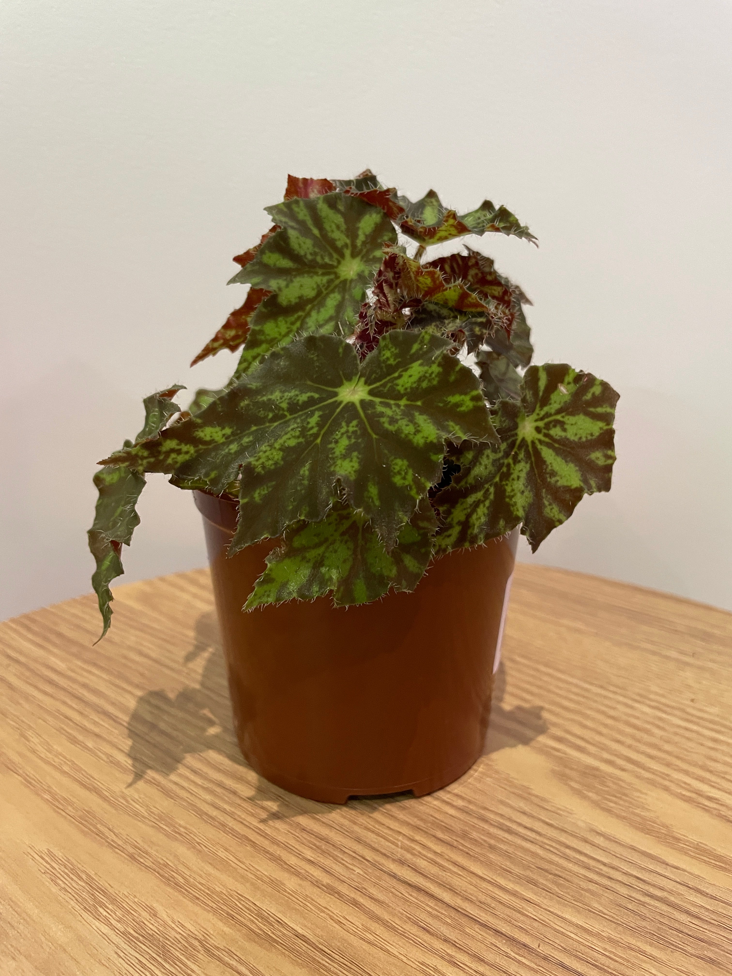 Begonia Varieties | Bondi Plant Co