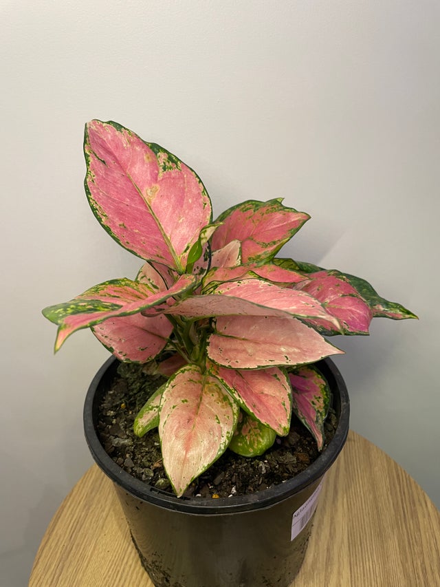 All Plants | The Bondi Plant Company