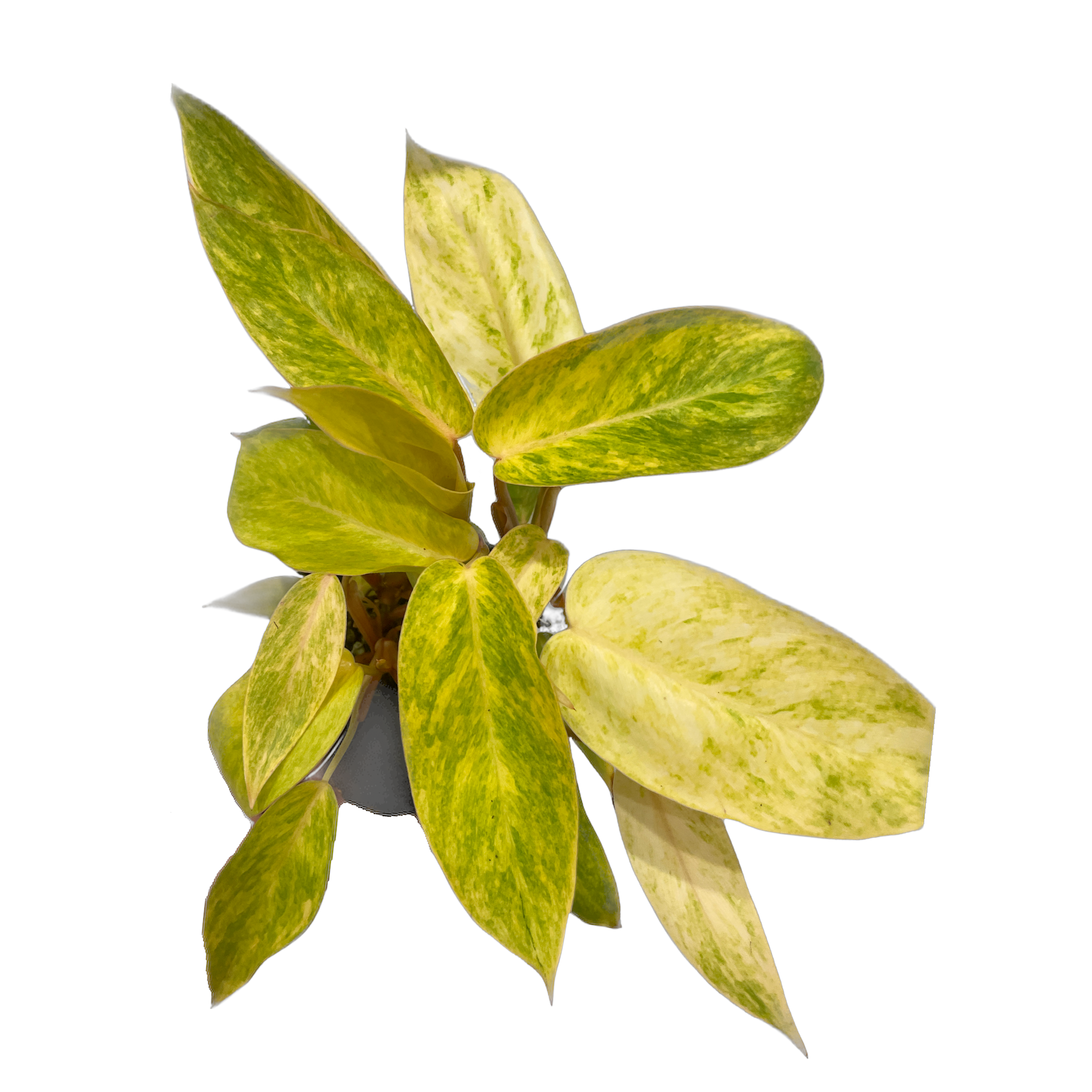 Philodendron Painted Lady | The Bondi Plant Company