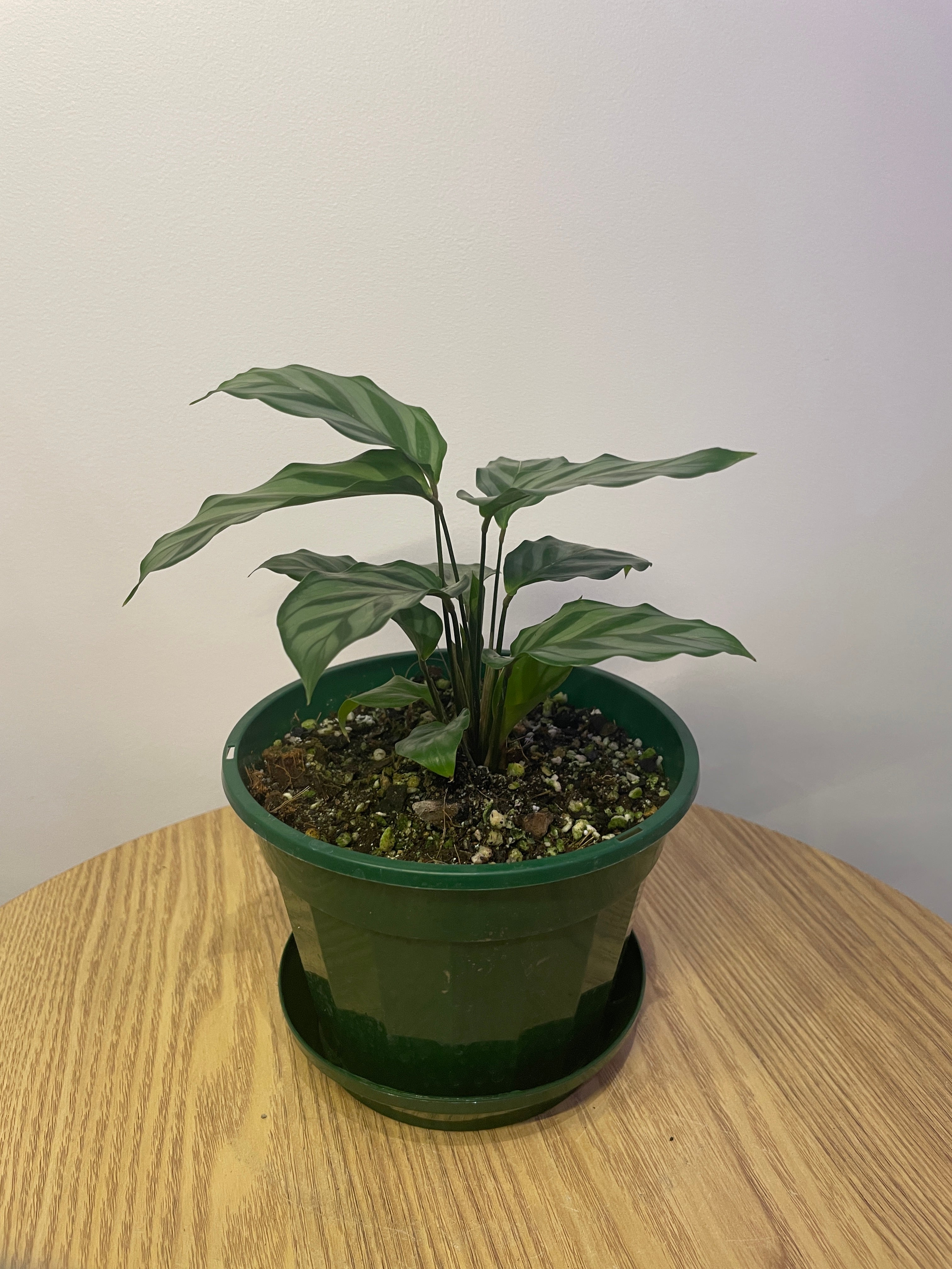 Calathea Freddy | The Bondi Plant Company