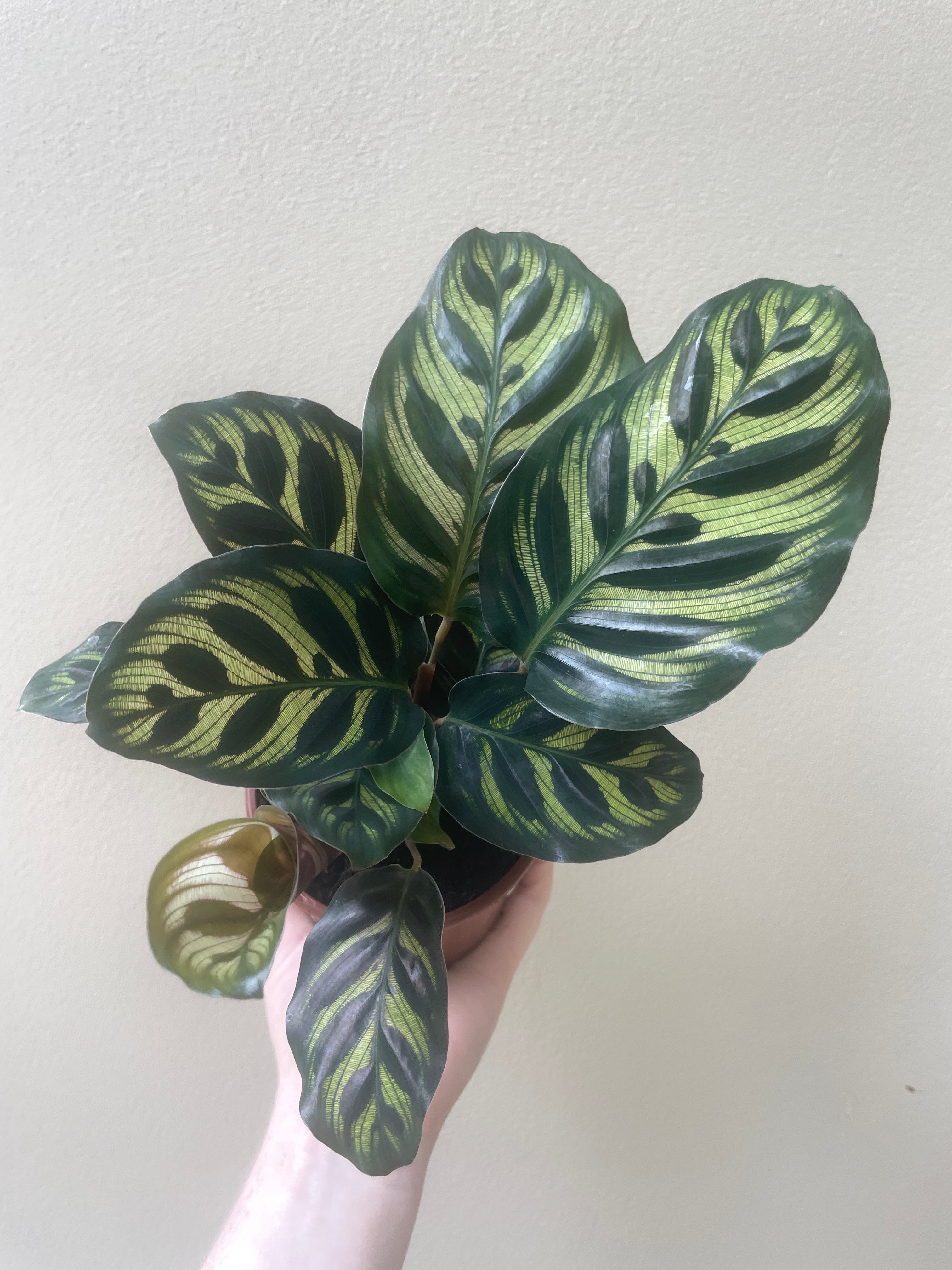 Calathea Makoyana | Bondi Plant Co