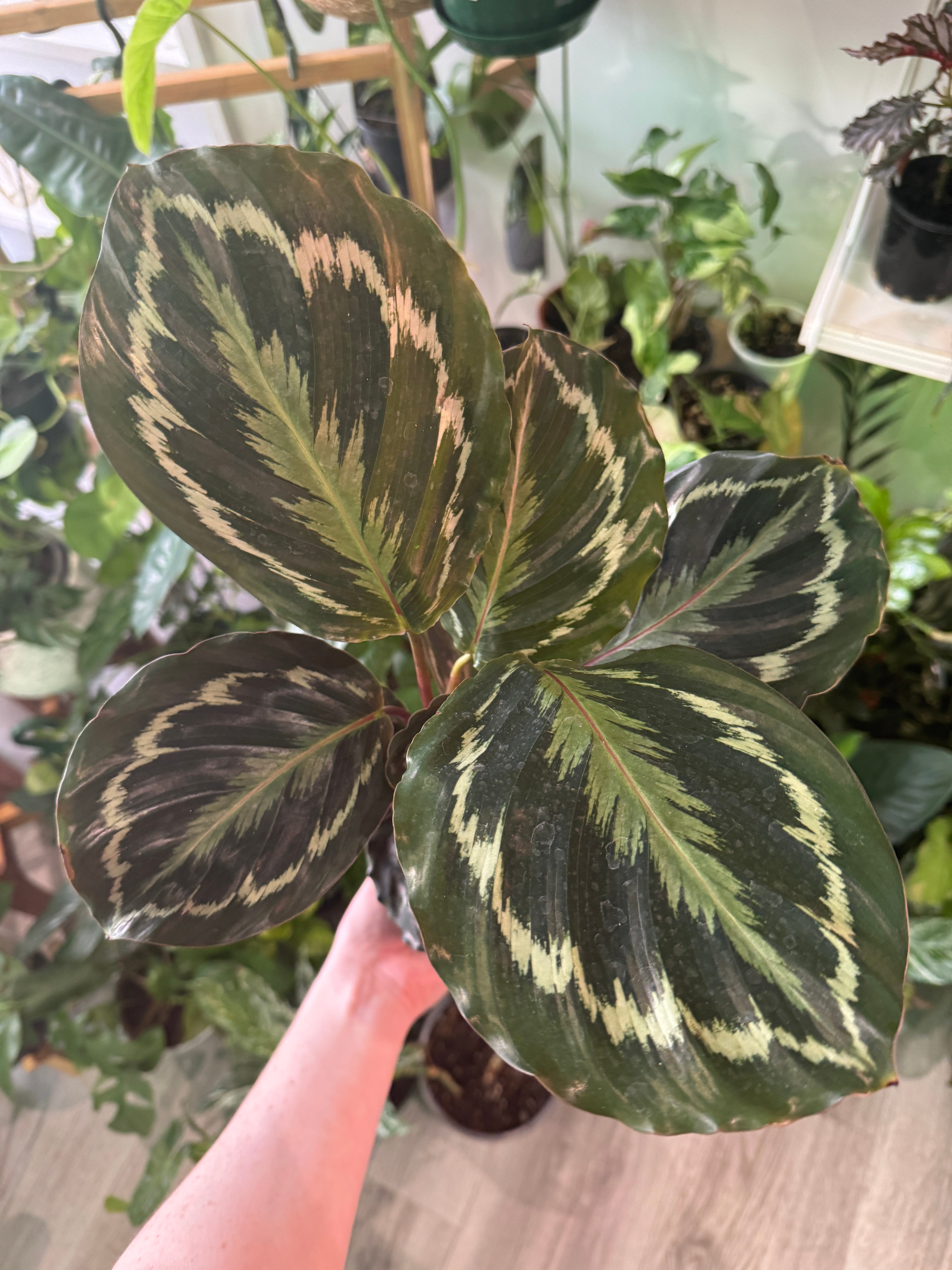 Calathea Shinestar | The Bondi Plant Company