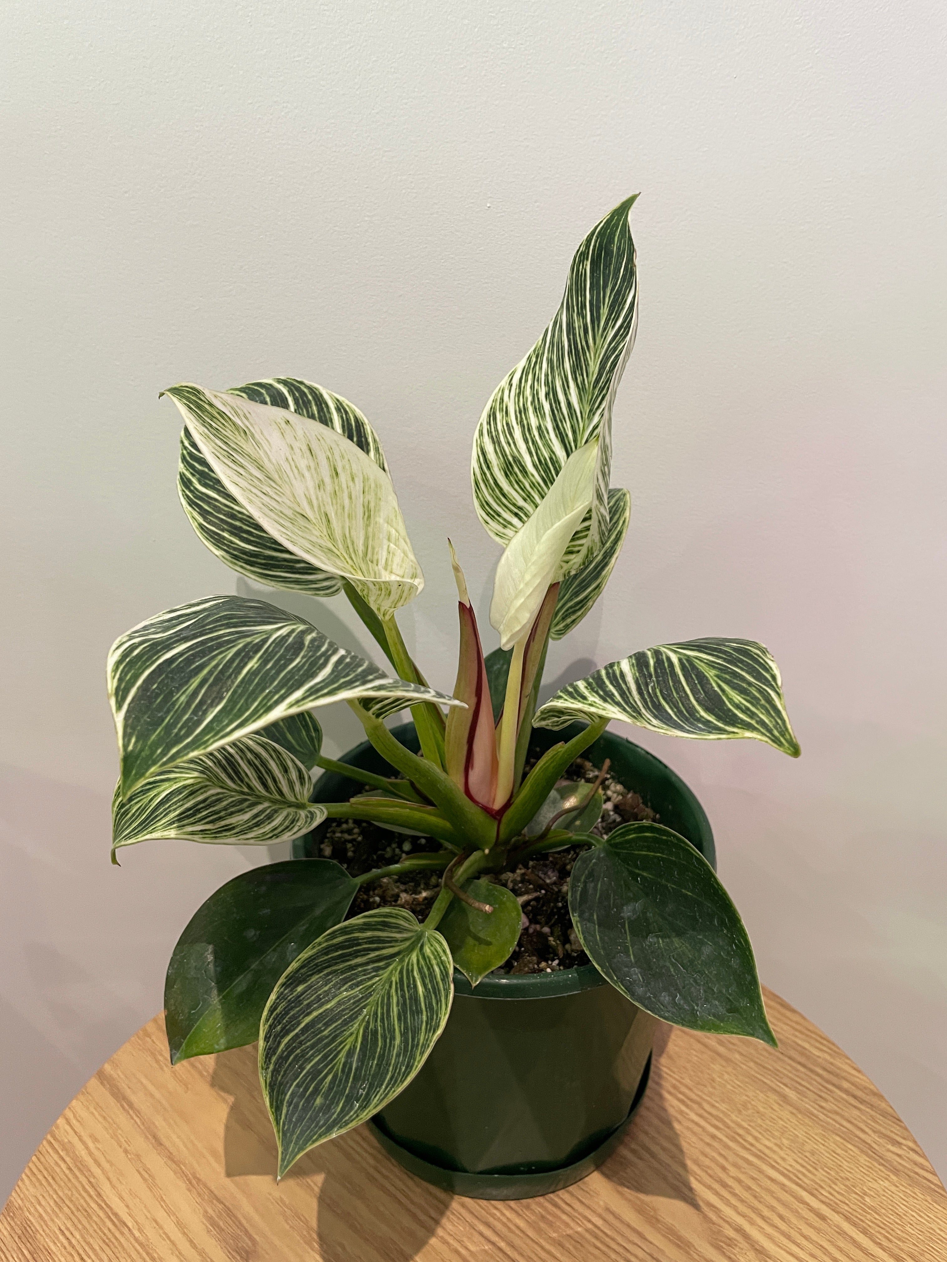 All Plants | The Bondi Plant Company