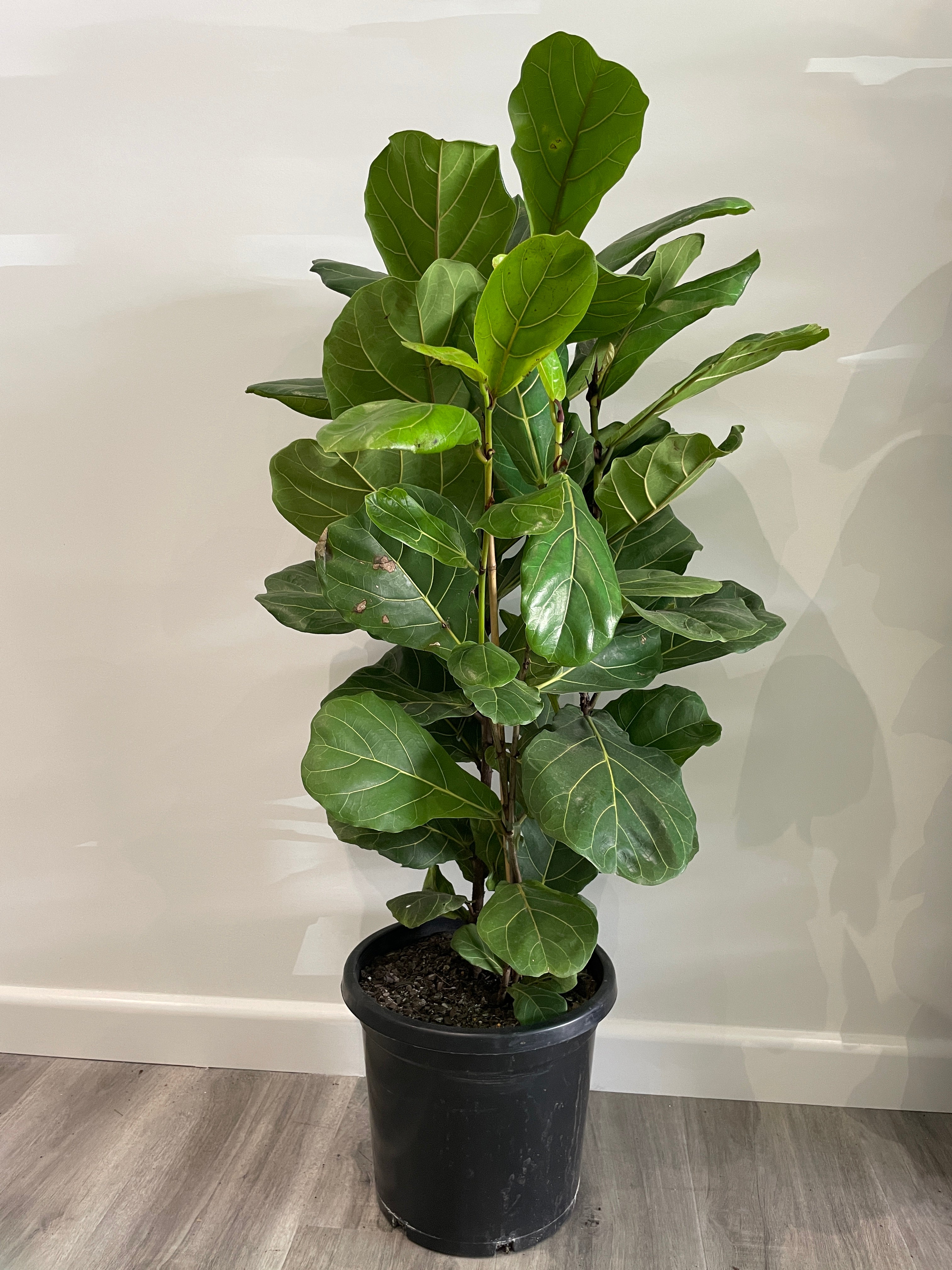 Fiddleleaf Fig | The Bondi Plant Company