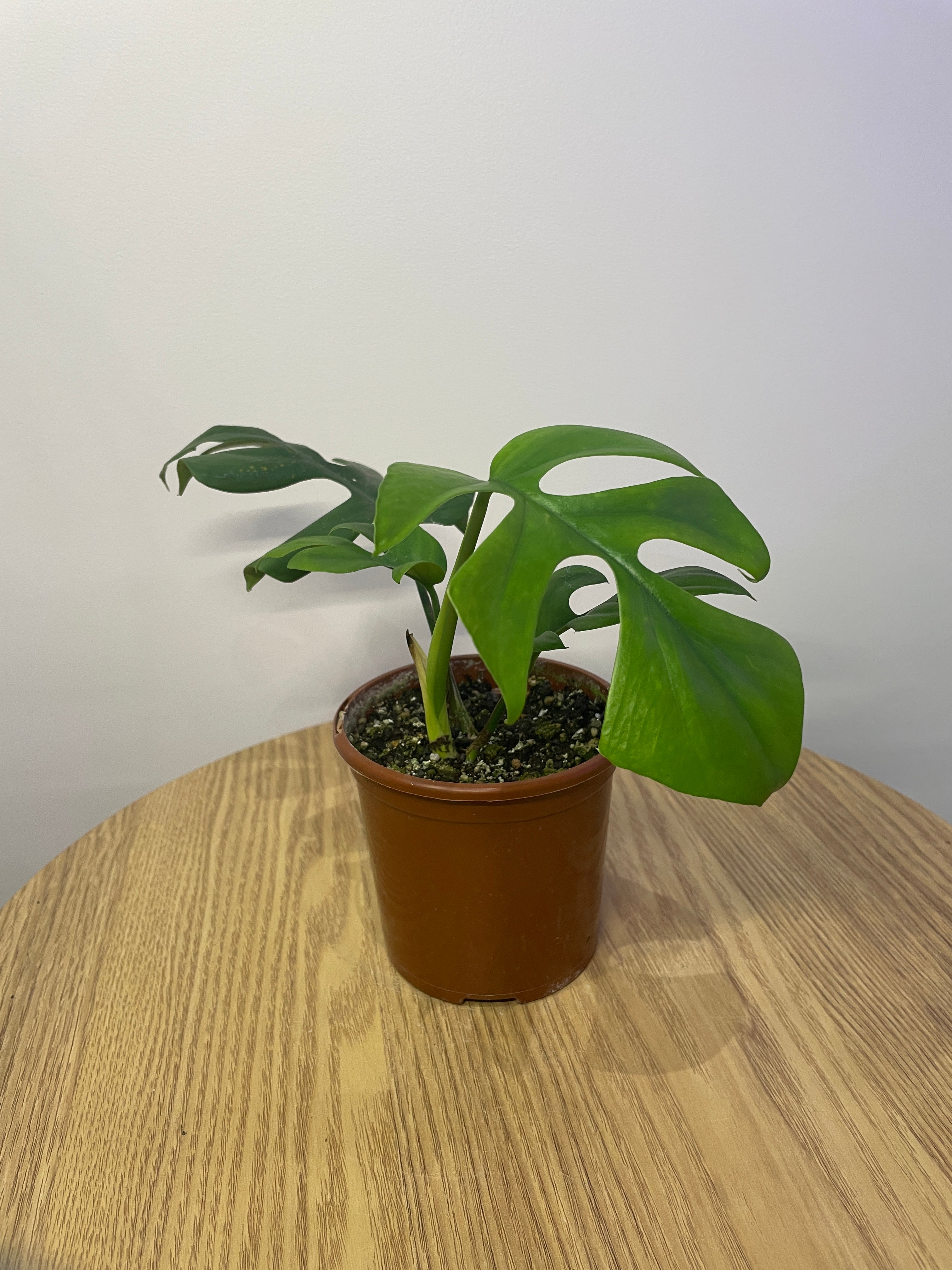Rhaphidophora Tetrasperma (Mini Monstera) | The Bondi Plant Company