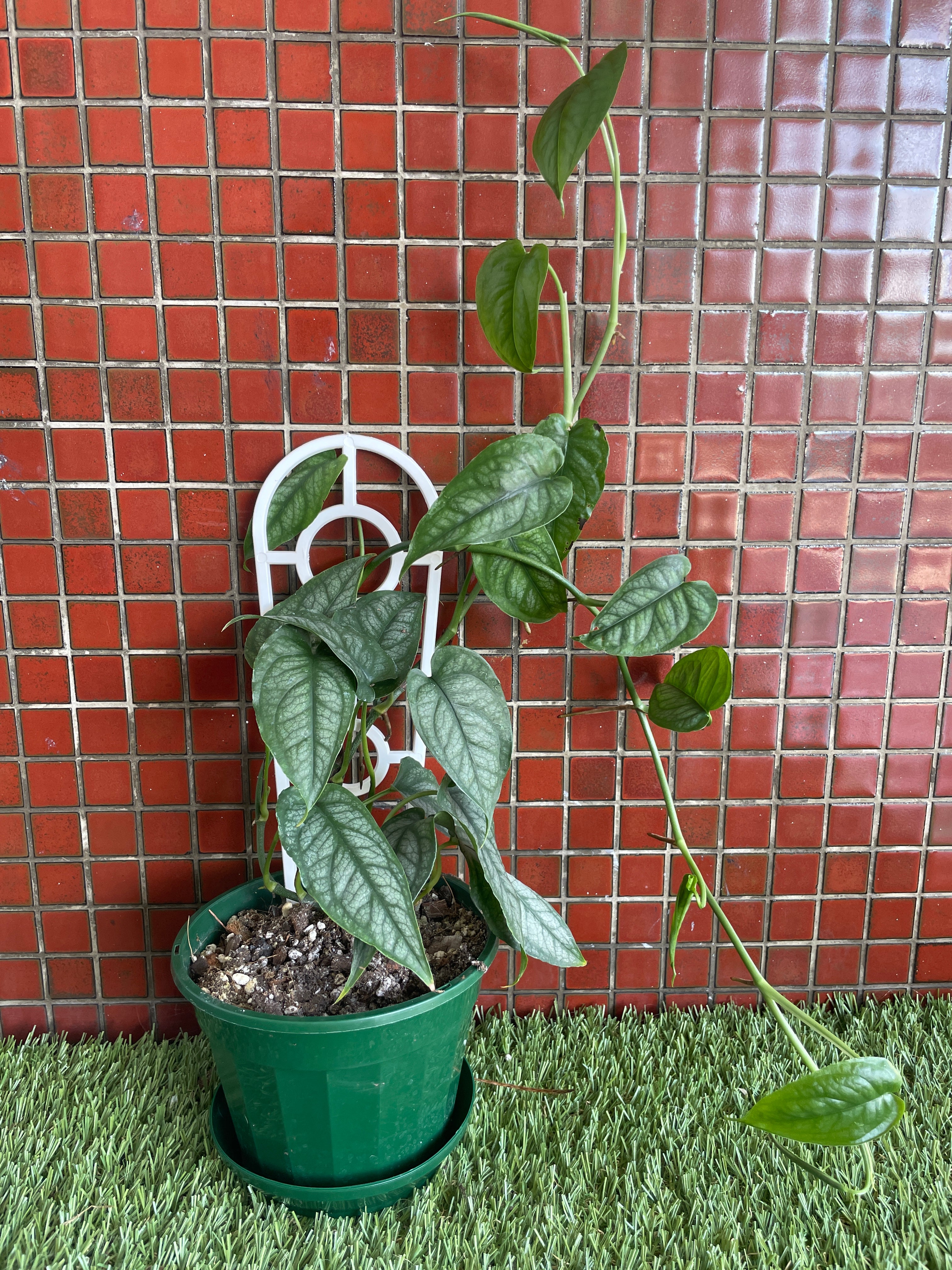 Monstera Ecuador | The Bondi Plant Company