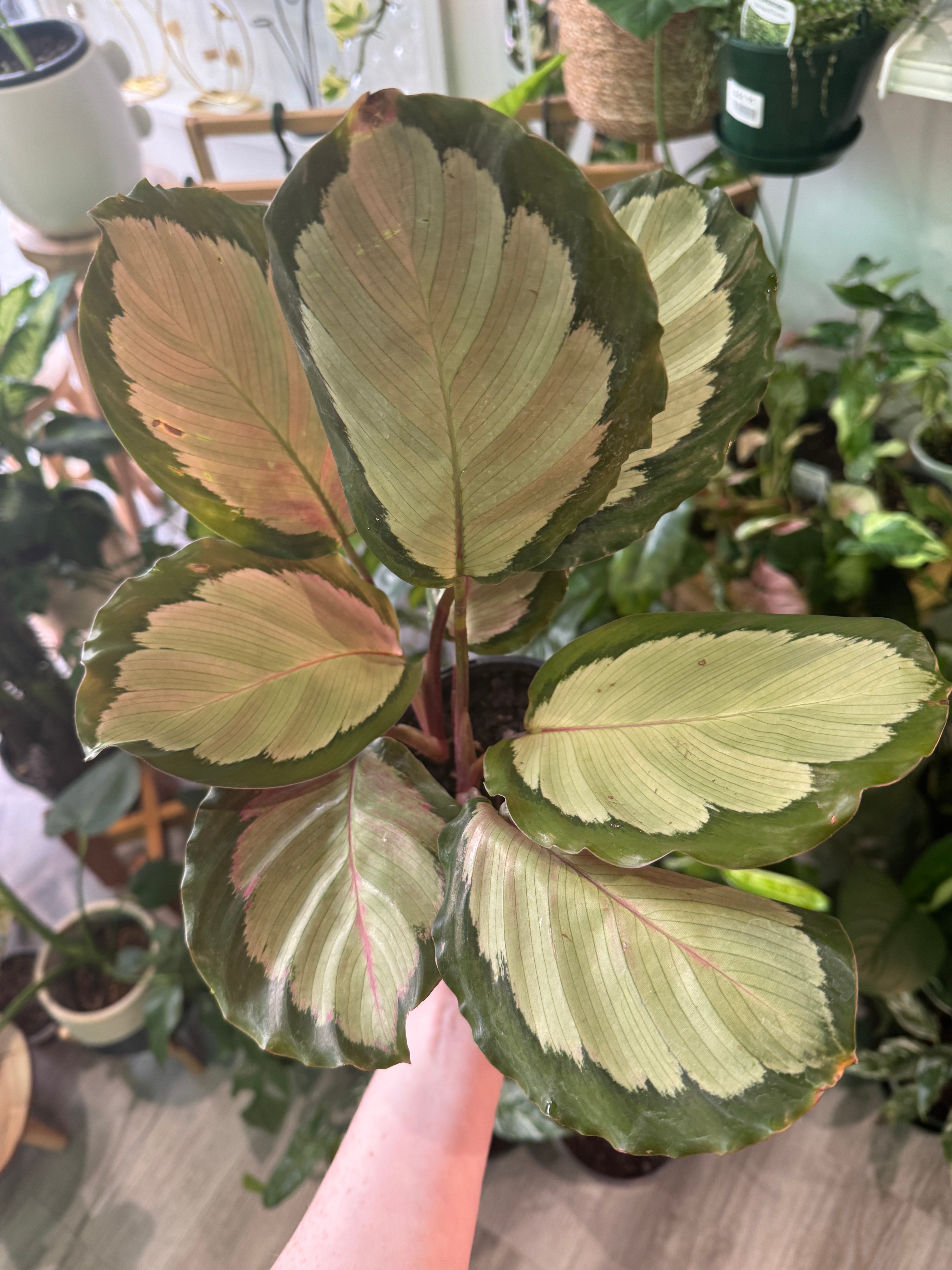 Calathea Northern Lights | The Bondi Plant Company