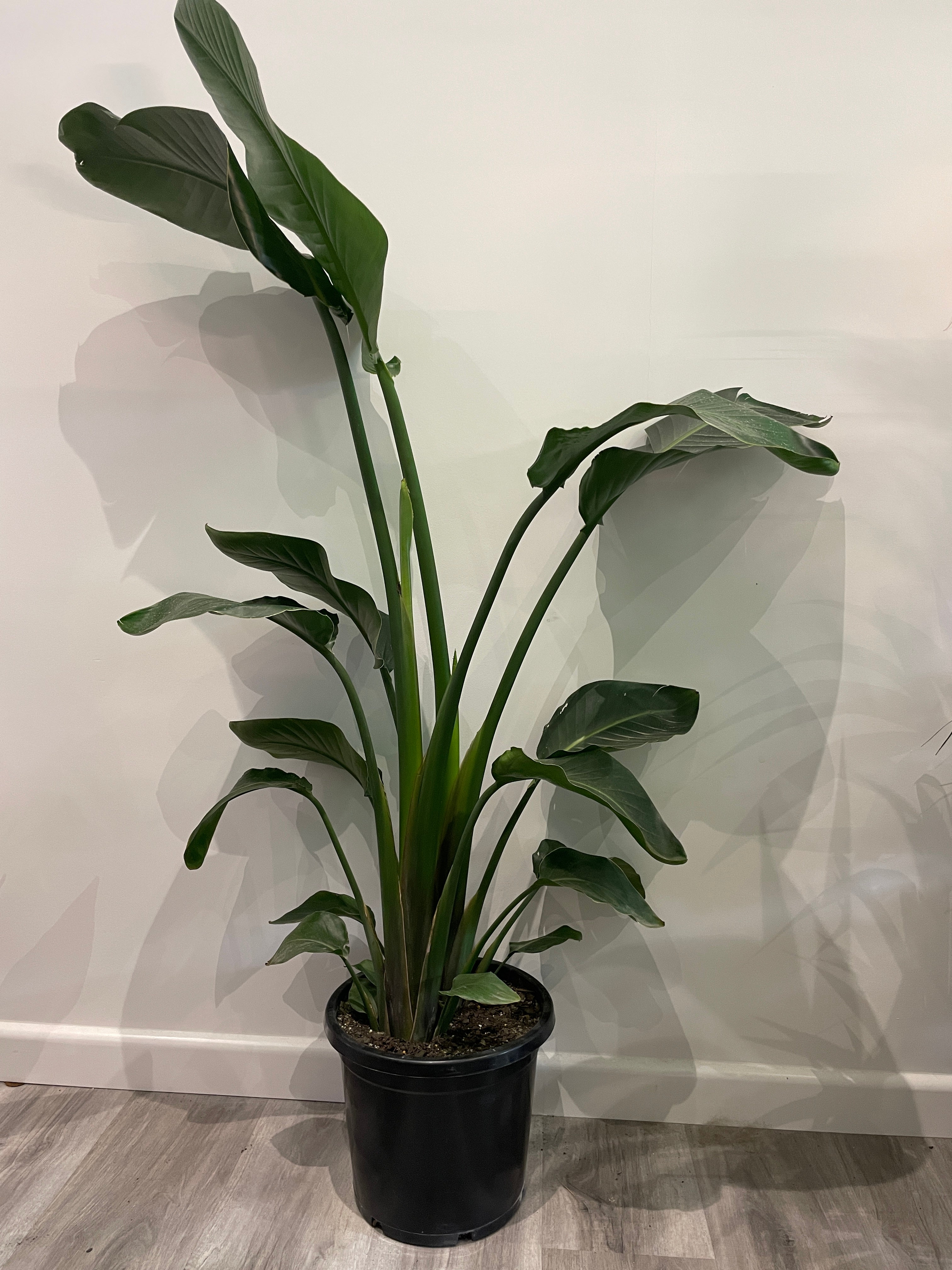 Birds of Paradise | The Bondi Plant Company