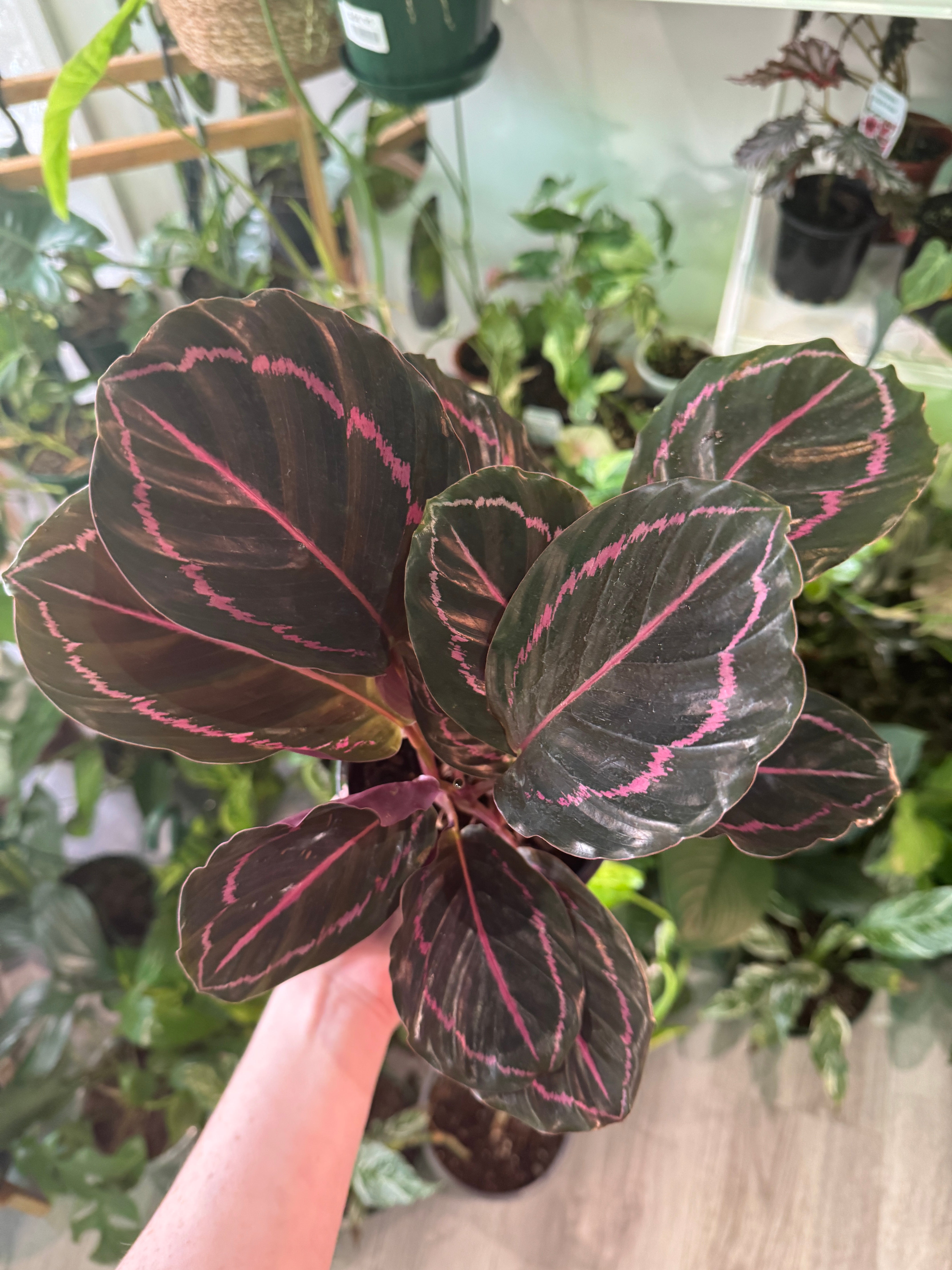Calathea Dottie | The Bondi Plant Company