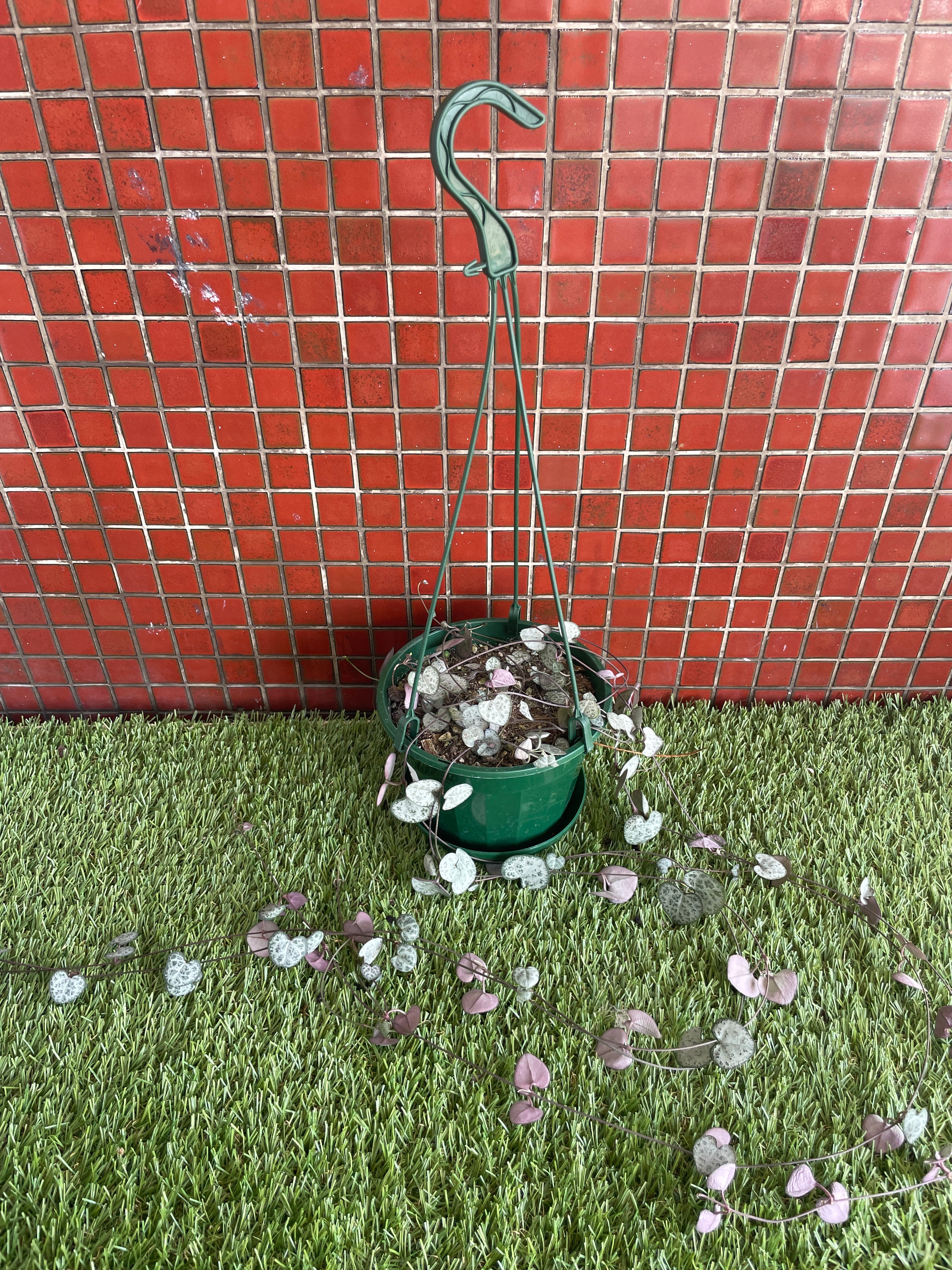 Chain of Hearts | The Bondi Plant Company