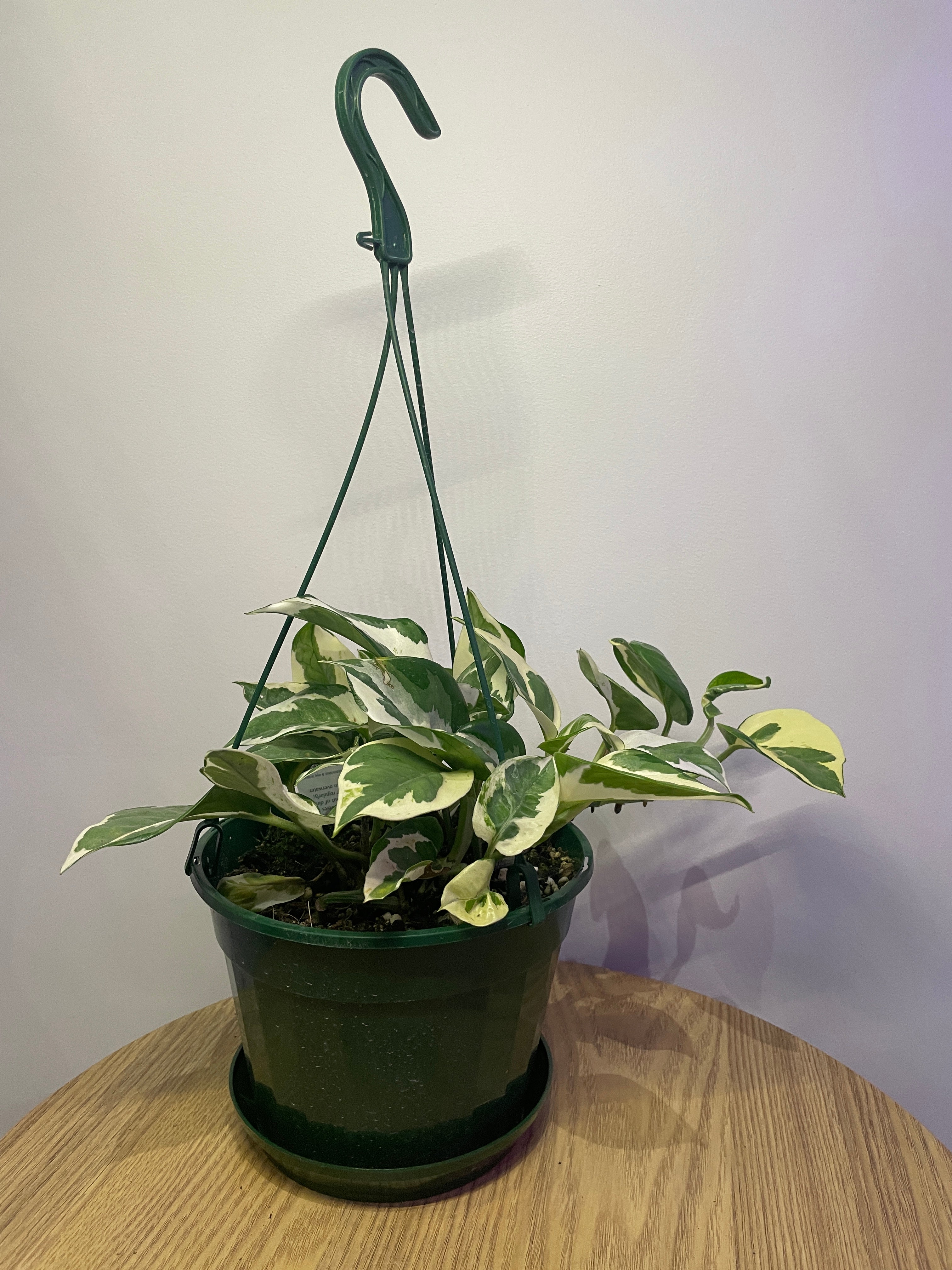 Pothos Snow Queen | The Bondi Plant Company