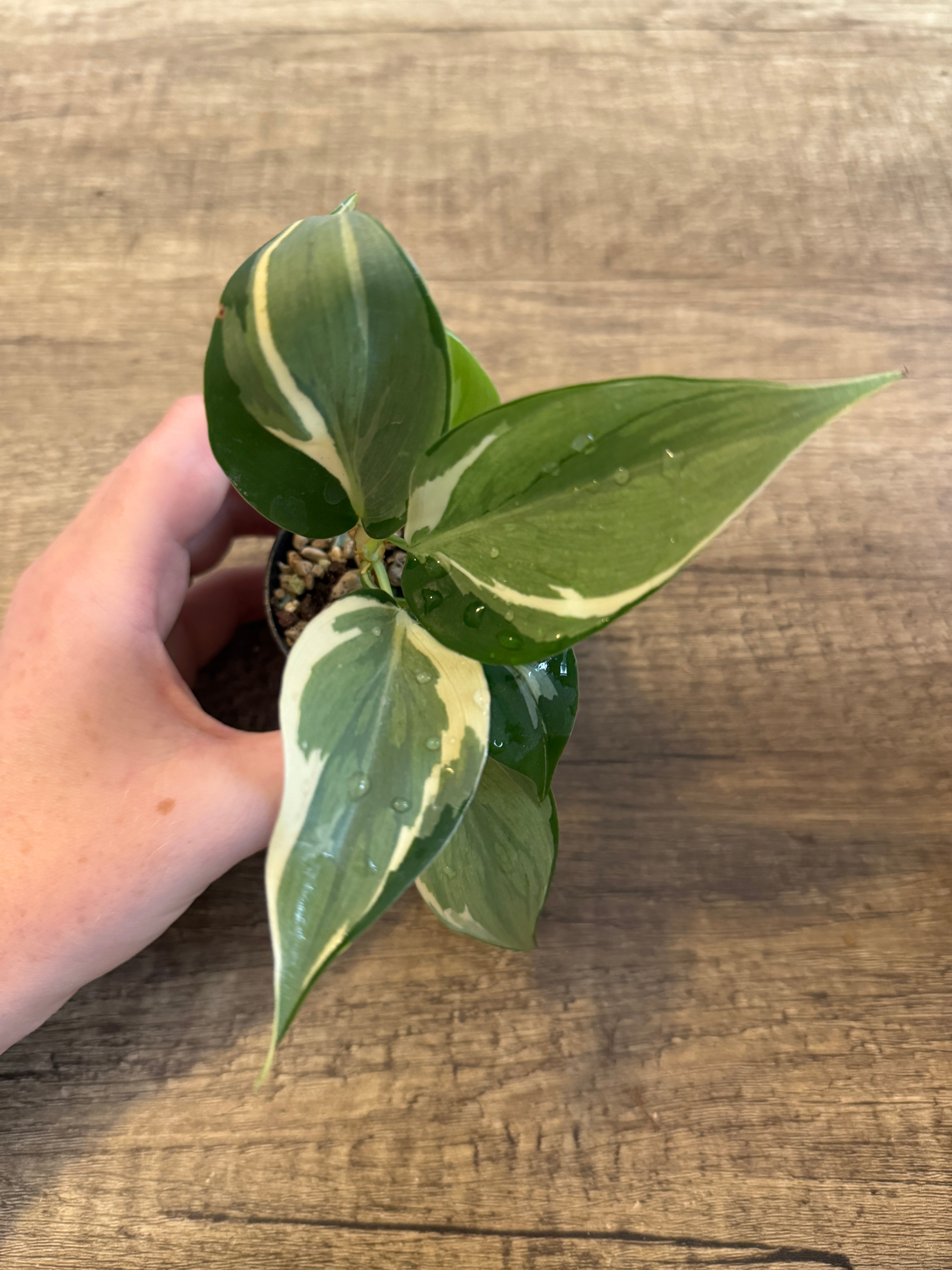 Philodendron 'Rio' | Bondi Plant Co