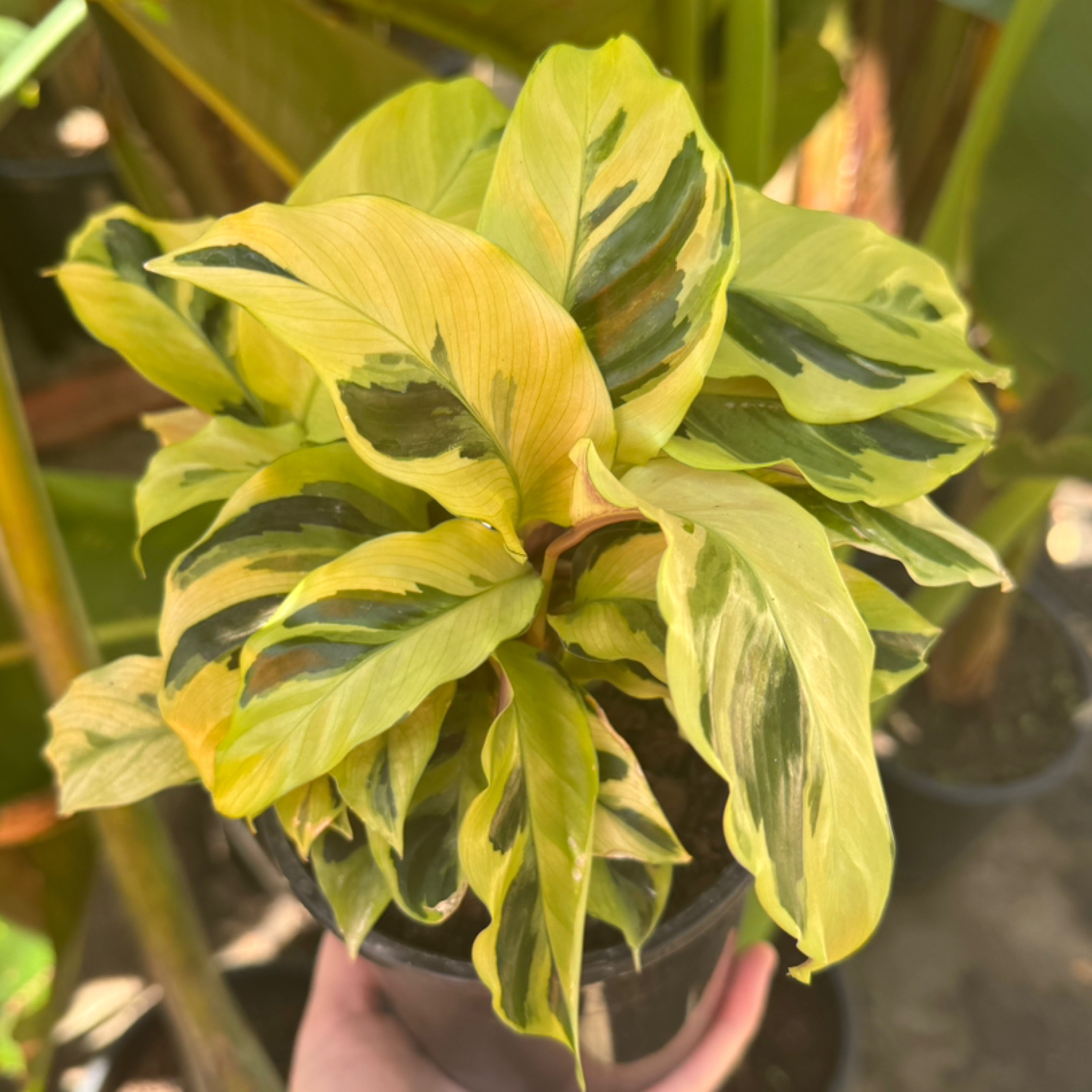 Calathea Thai Beauty | The Bondi Plant Company